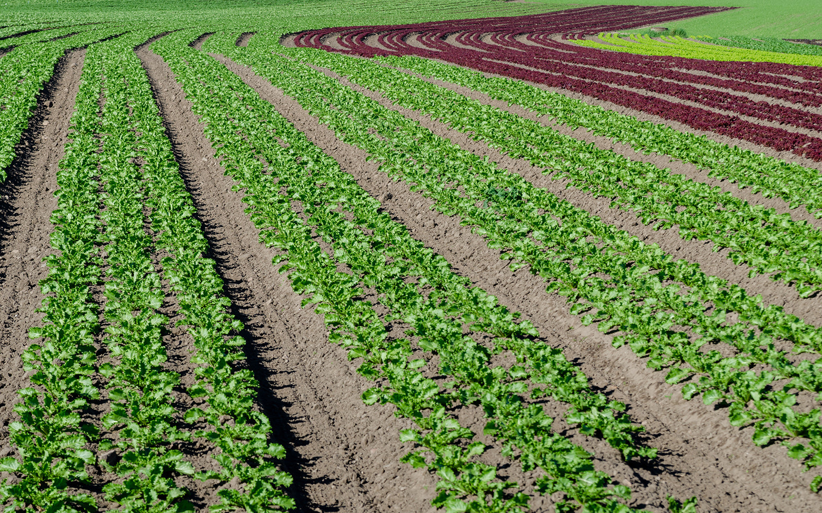 Organic Farming | LesserEvil – LesserEvil Snacks